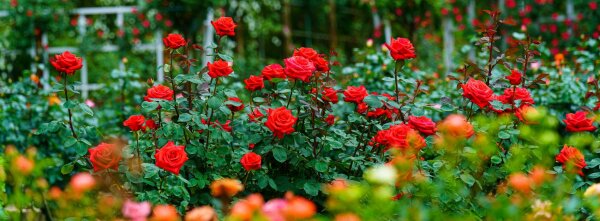 Rosenbeet anlegen | Kompostplatz